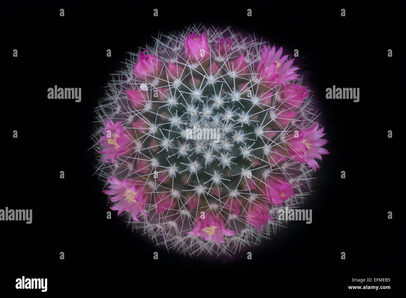 Pink flowering Thumb Cactus - Mammillaria Matudae Stock Photo - Alamy