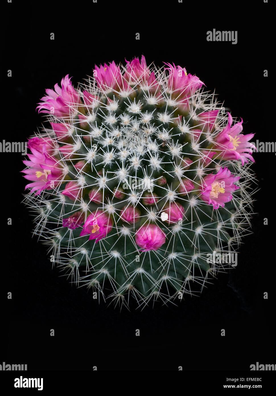 Mammillaria matudae hi-res stock photography and images - Alamy