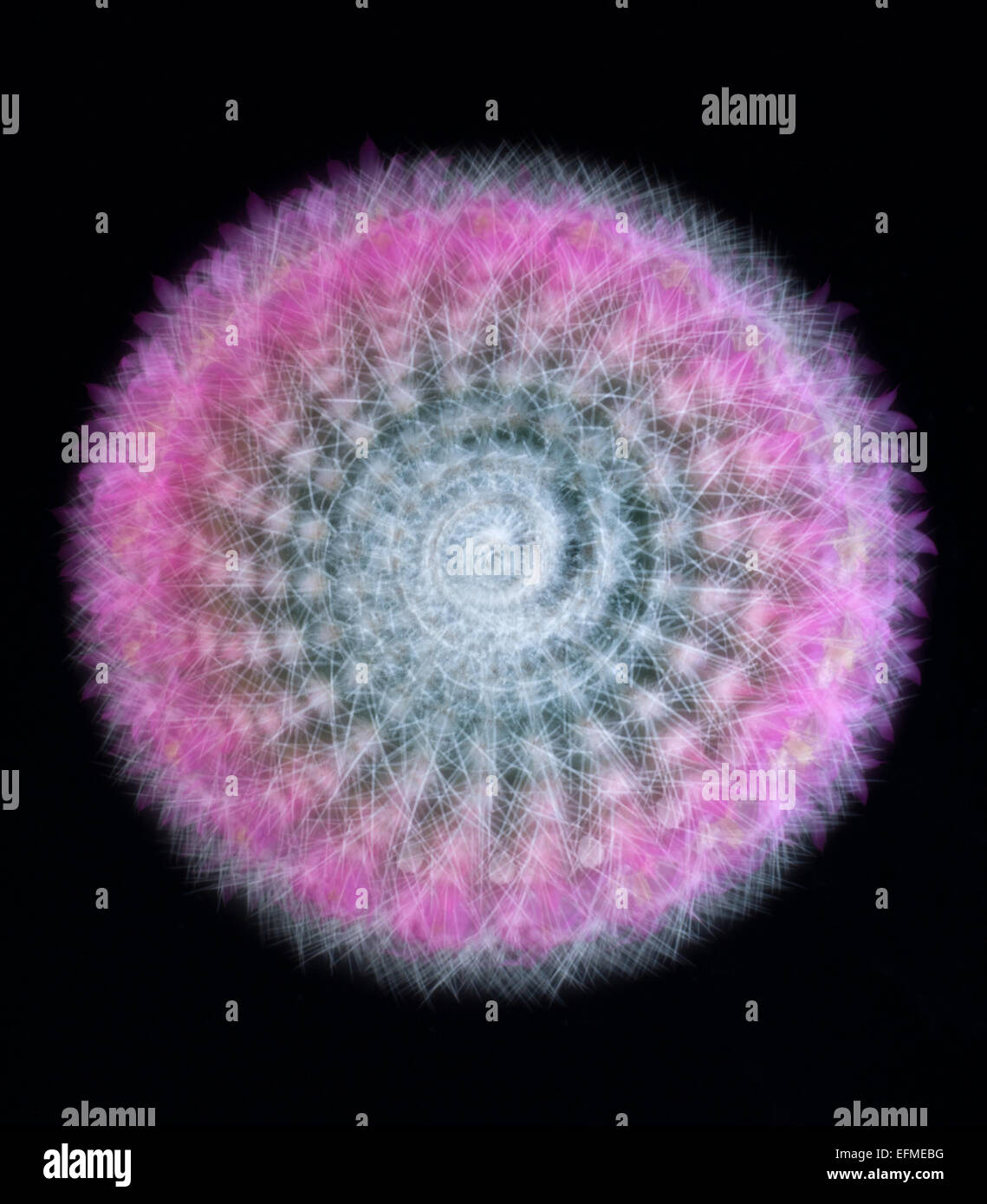 Mammillaria matudae hi-res stock photography and images - Alamy