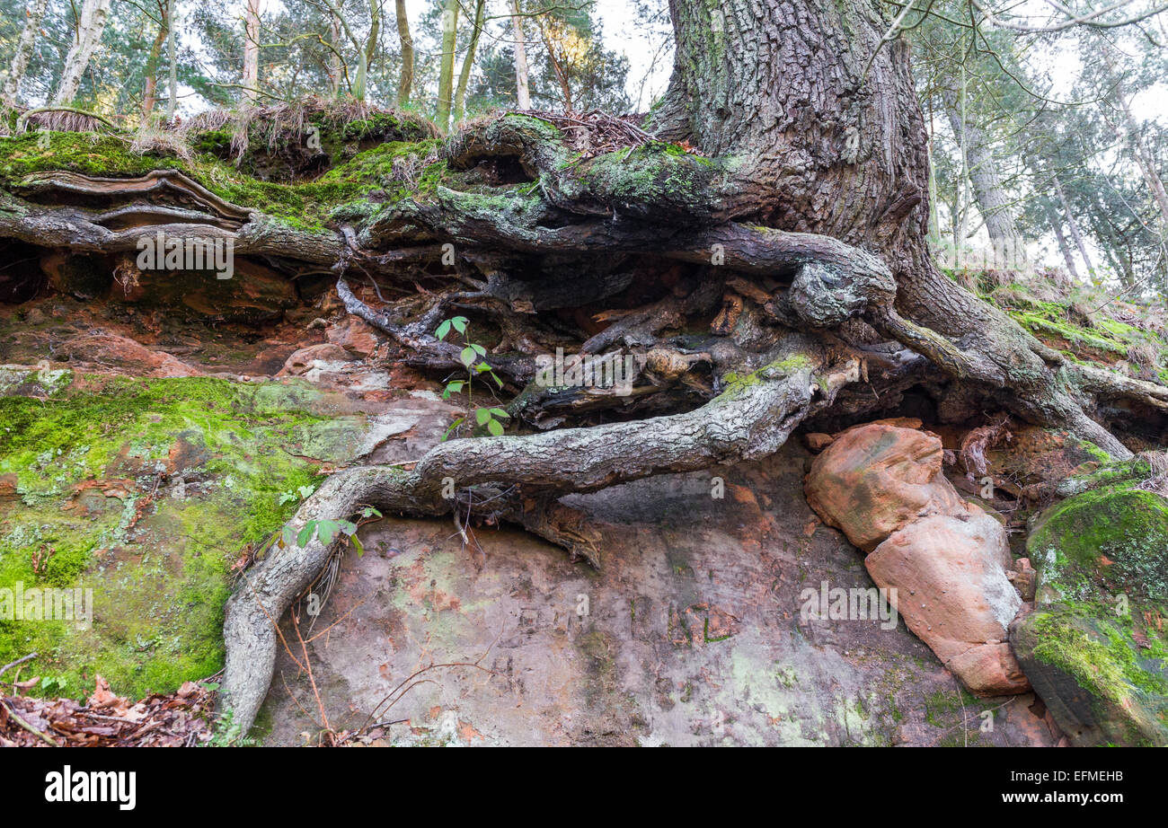 Tree trunk exposed roots hi-res stock photography and images - Alamy
