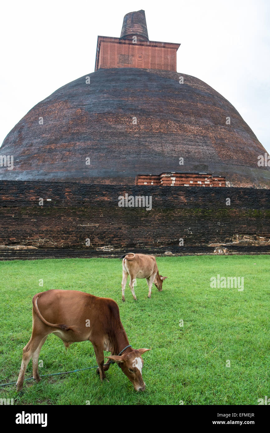 One of the worlds biggest brick buildings, anuradhapura,jetavanarama ...