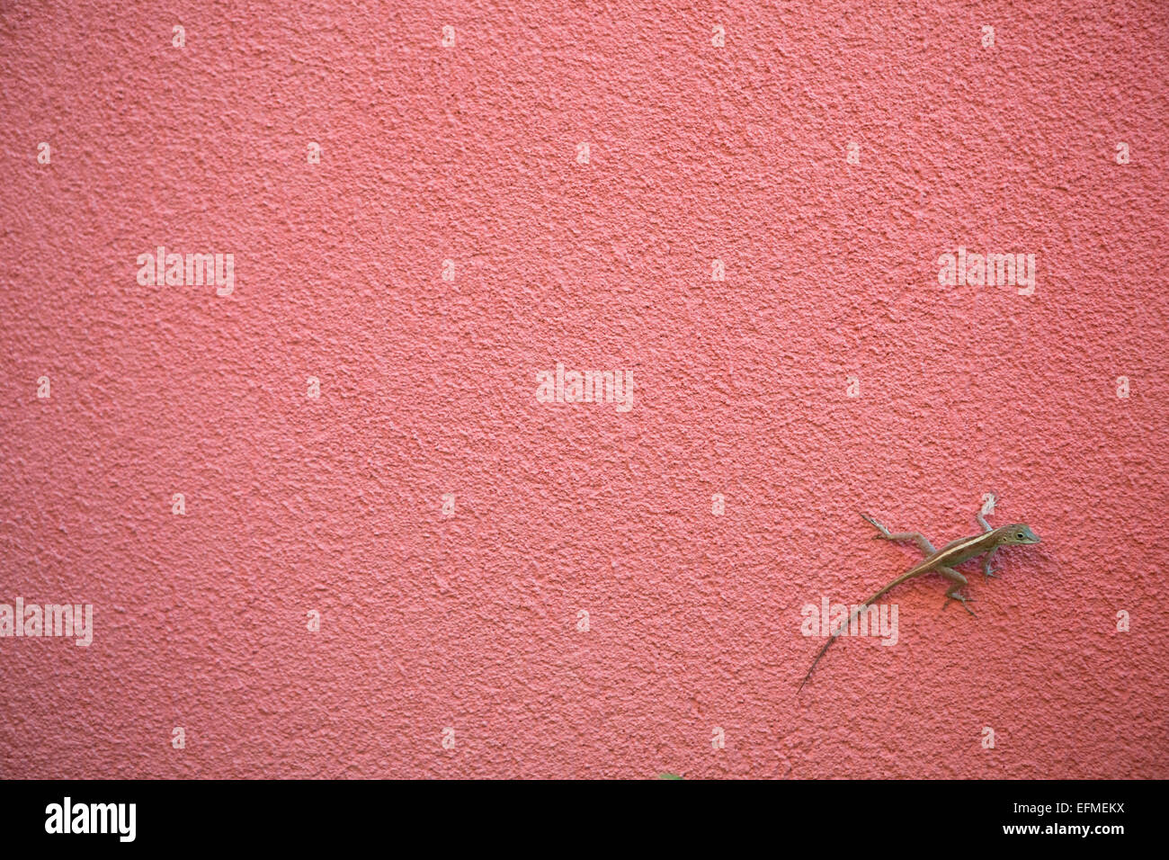 Old pink wall with green gecko Stock Photo - Alamy