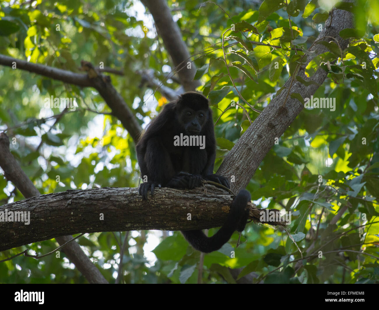 Howling monkey sitting on a branch Stock Photo - Alamy