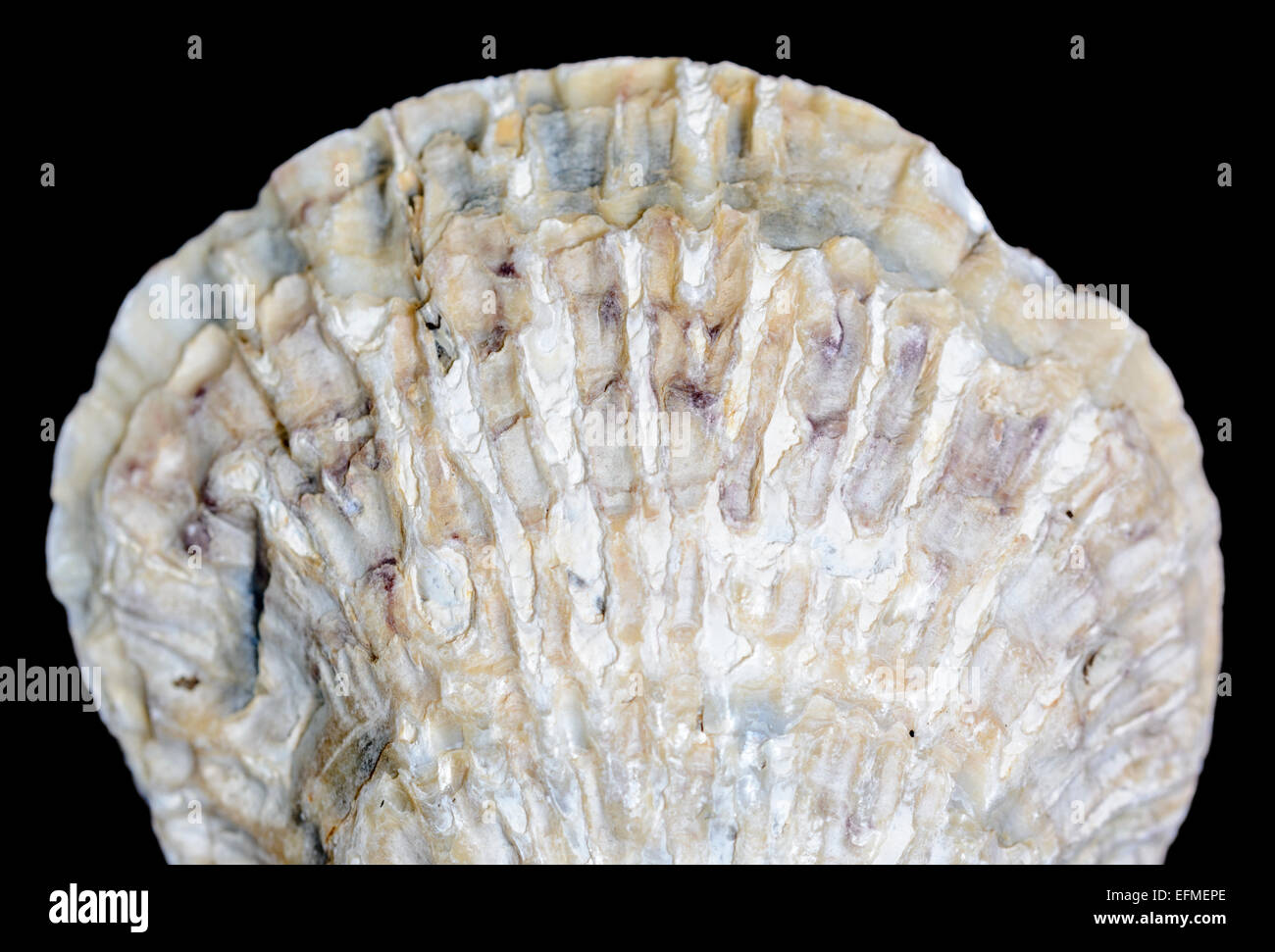 Cockle seashell on a black background Stock Photo - Alamy