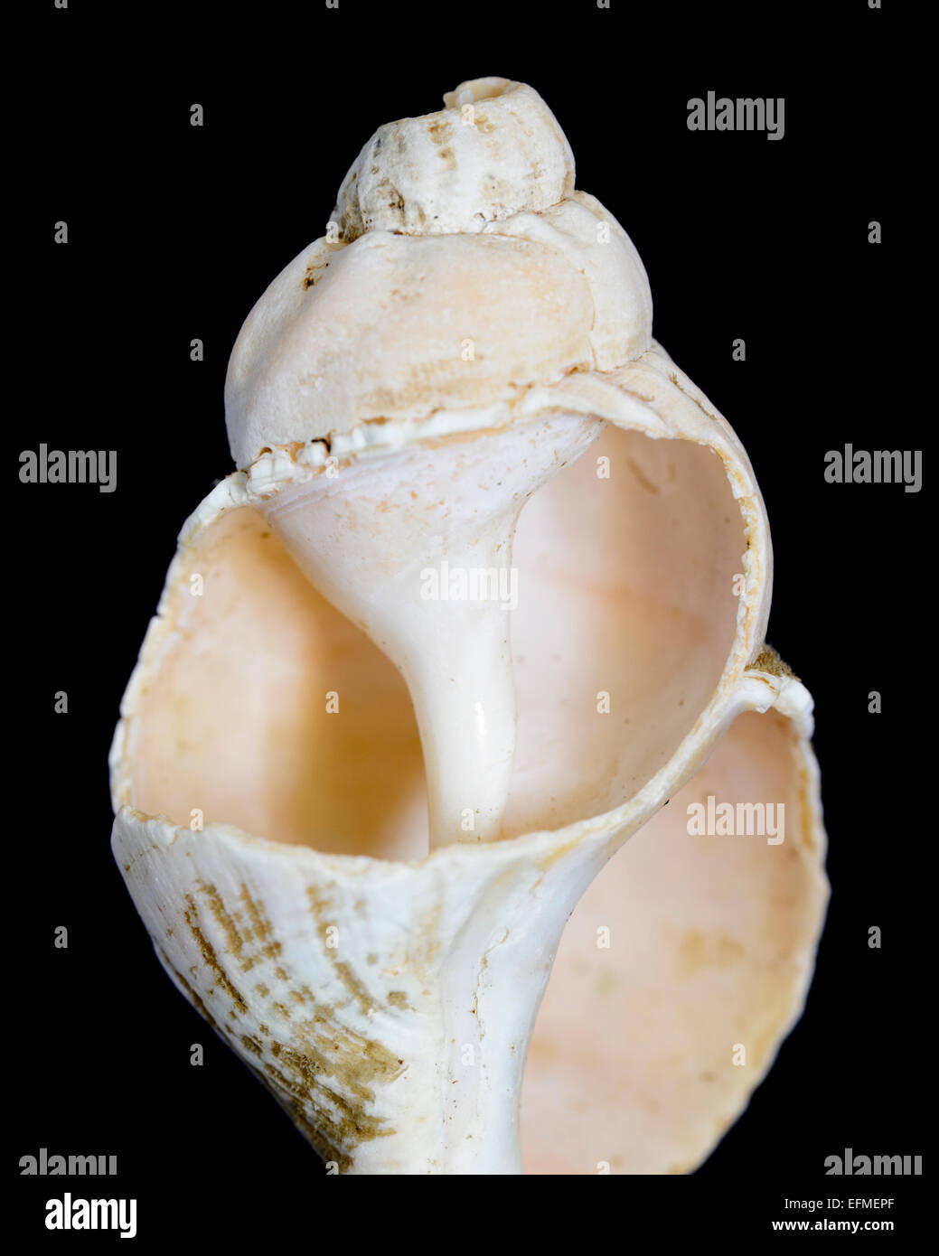 Closeup close up hi-res stock photography and images - Alamy