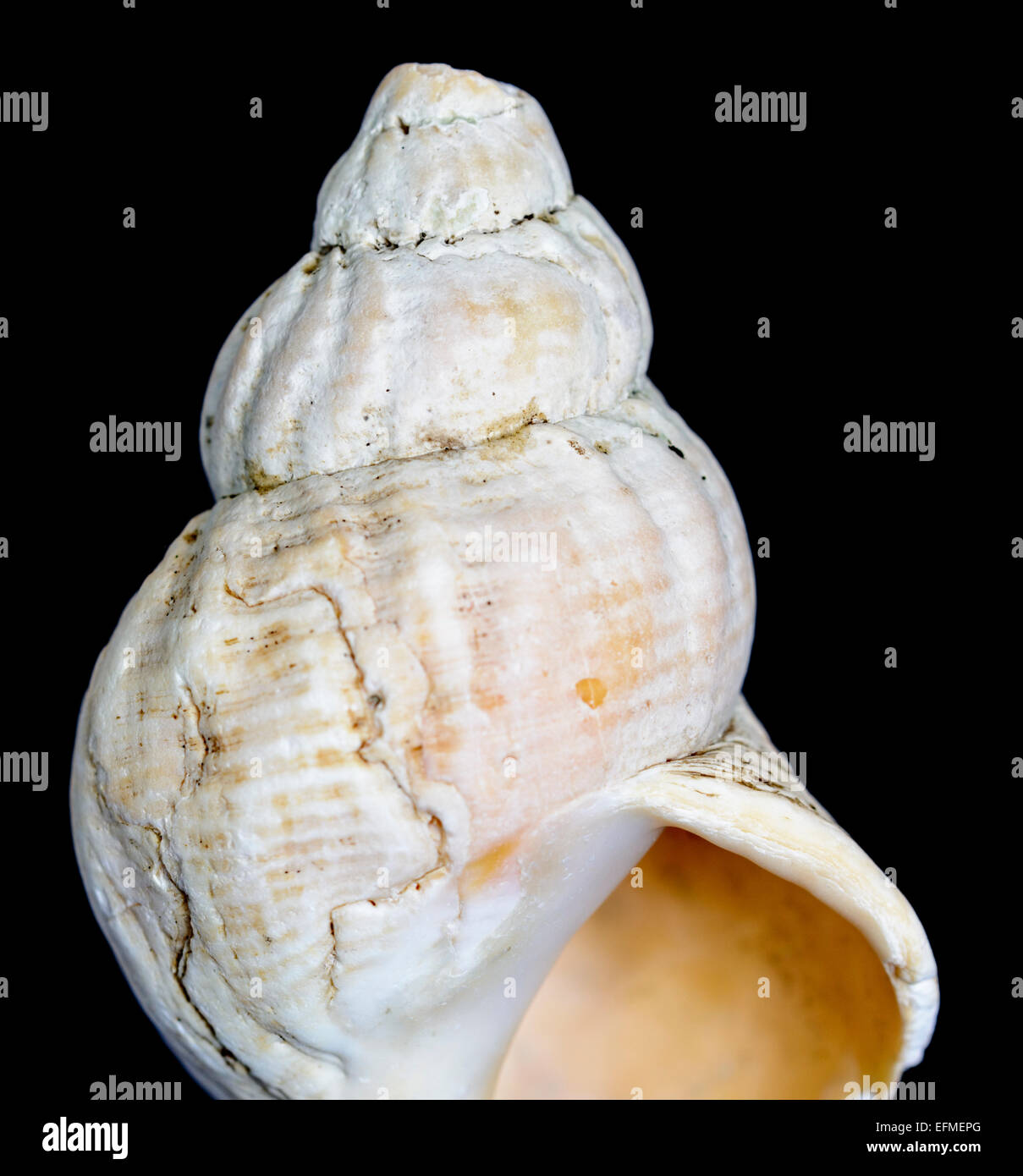Seashell closeup on a black background Stock Photo - Alamy