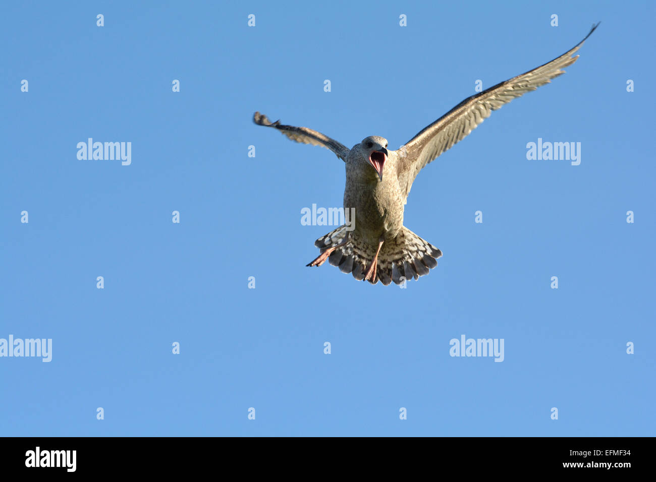 Frighten bird hi-res stock photography and images - Alamy