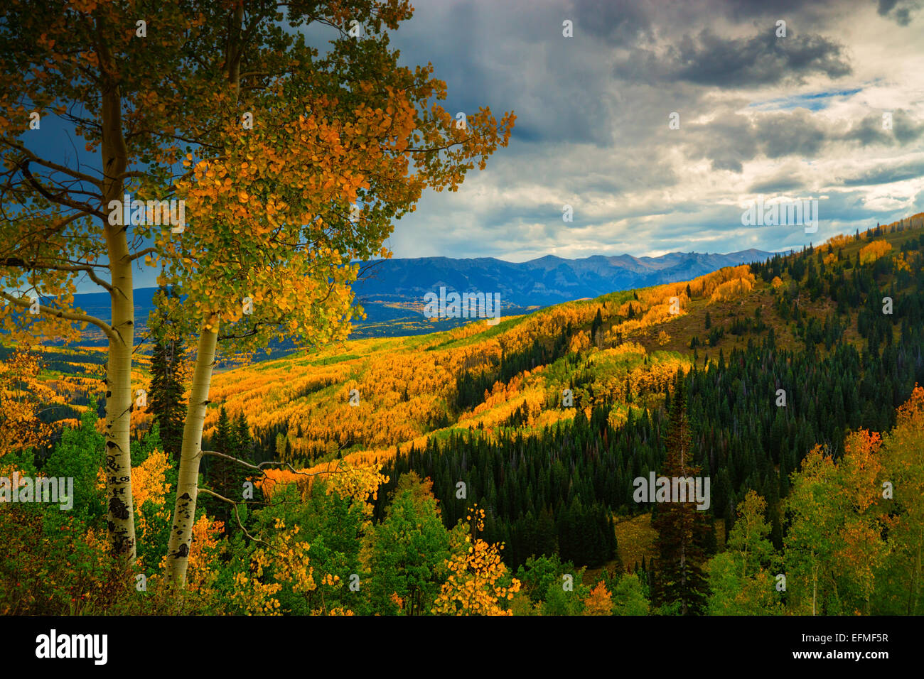 Ohio Pass Shows Off Its Beautiful Colorful Aspen Trees In Colorado