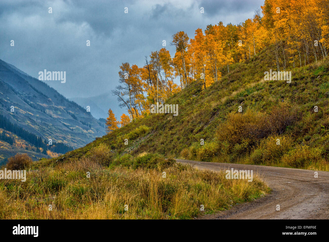 Gothic Road cuts through an Aspen laden hillside outside of Crested ...