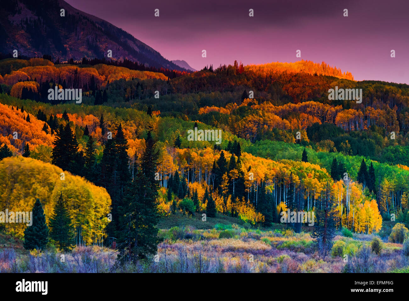 Kebler Pass in Colorado comes alive during Fall at sunrise as the Aspen ...