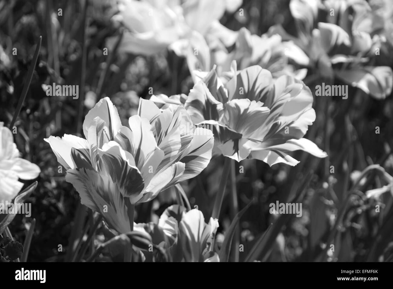 Tulip in spring sunshine Black and White Stock Photos & Images - Alamy