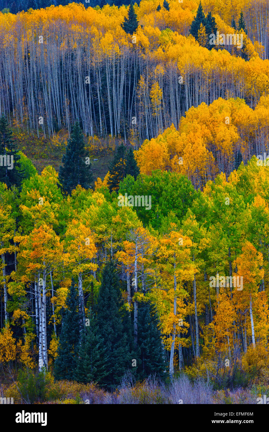 The Aspen Trees of Ohio Pass outside of Crested Butte Colorado glow in ...