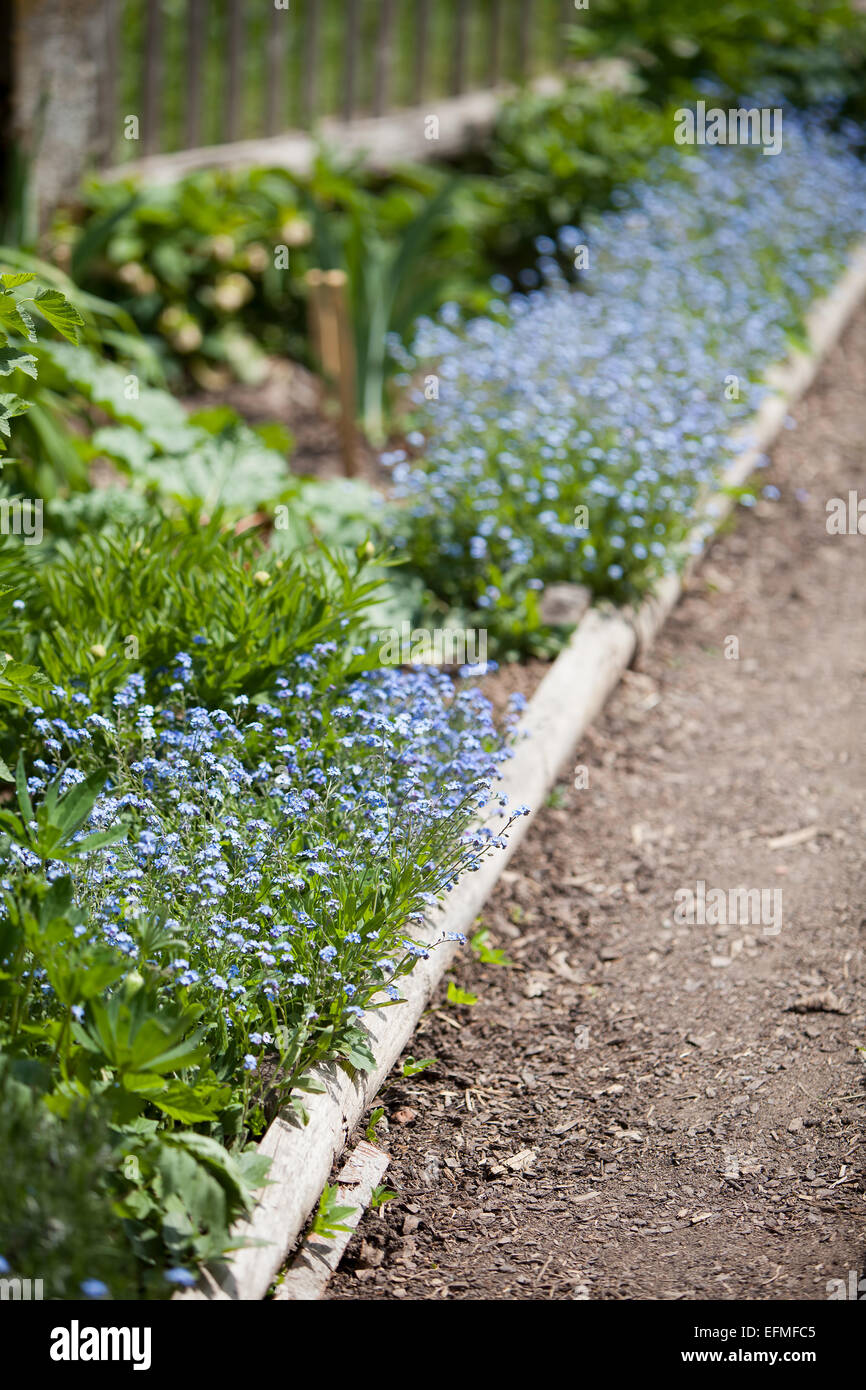 Path through garden alongside flower beds Stock Photo - Alamy