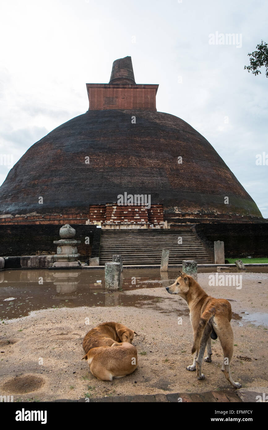 One of the worlds biggest brick buildings, anuradhapura,jetavanarama ...