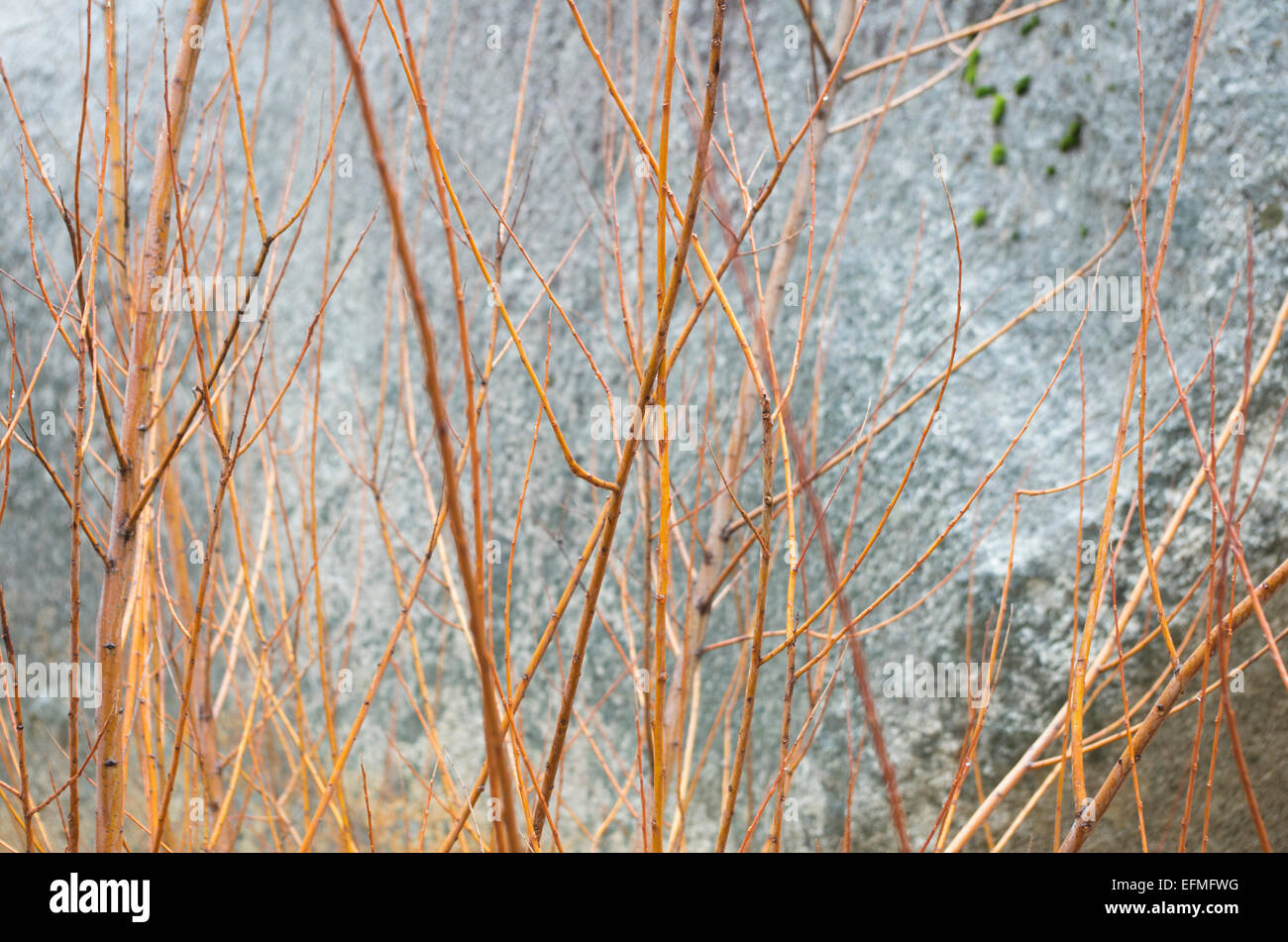 Willow trees rocks hi-res stock photography and images - Alamy