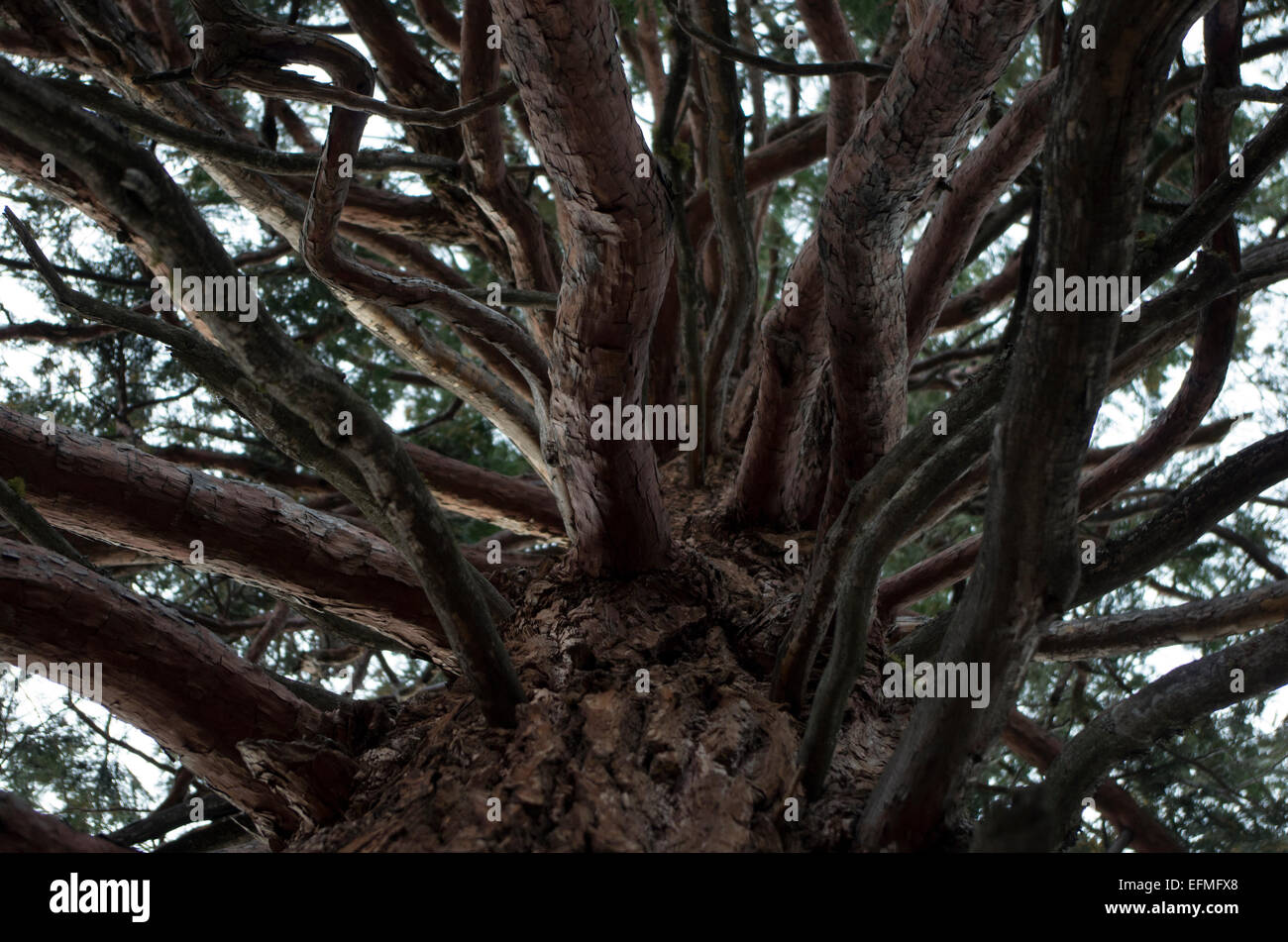 Looking up a tree trunk Stock Photo - Alamy