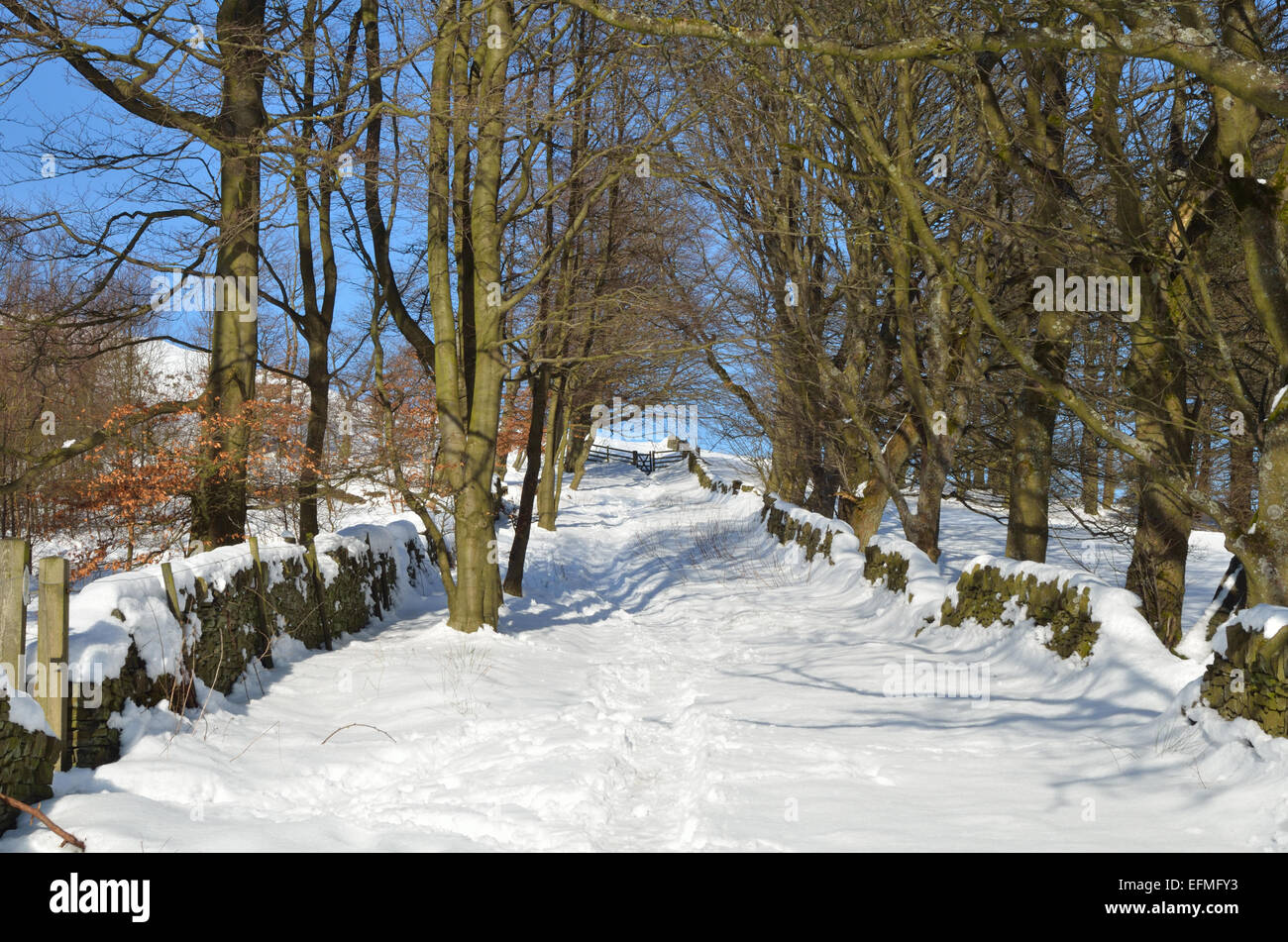 Sheffield trees hi-res stock photography and images - Alamy