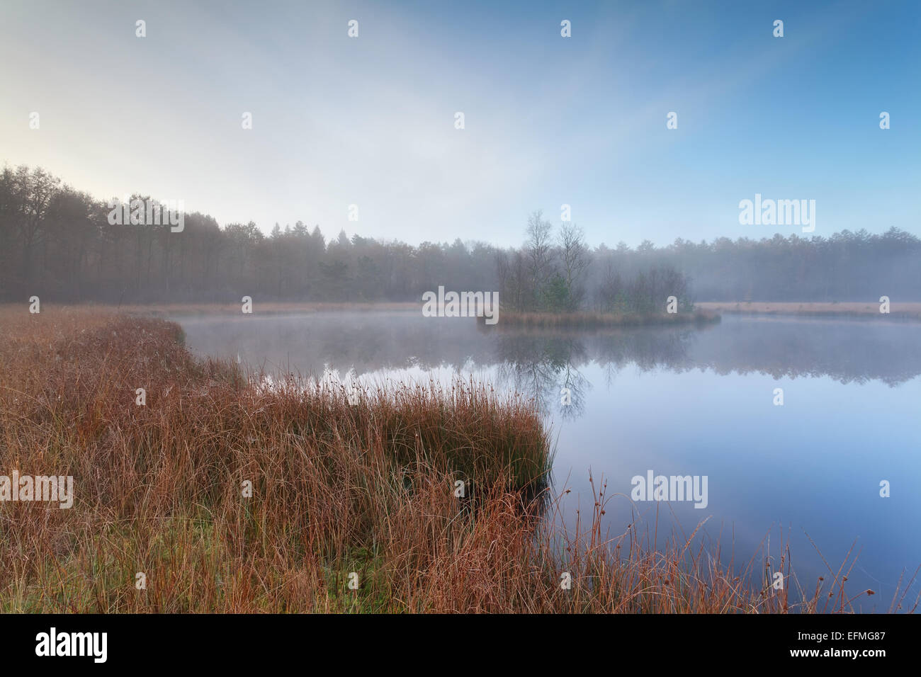 wild forest lake in autumn, Friesland, Netherlands Stock Photo - Alamy