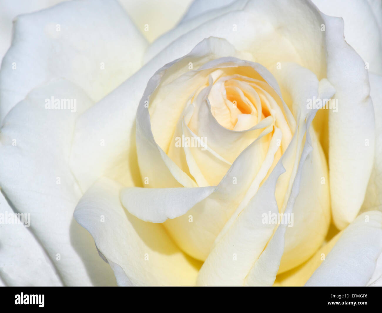 close up of white rose bud Stock Photo - Alamy