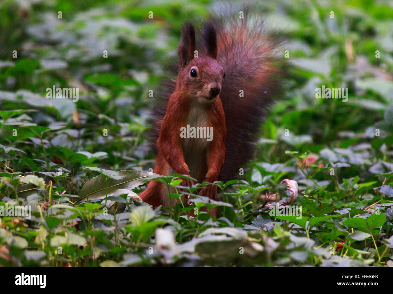 squirrel in green grass Stock Photo - Alamy