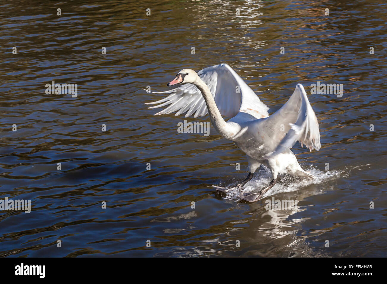 Swan landing hi-res stock photography and images - Alamy