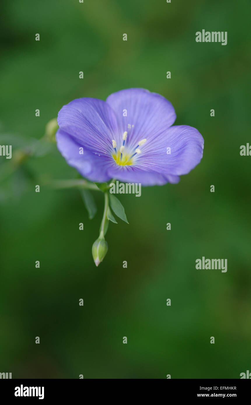 Wild Blue Flax wildflower in the Colorado Rocky Mountains, United ...