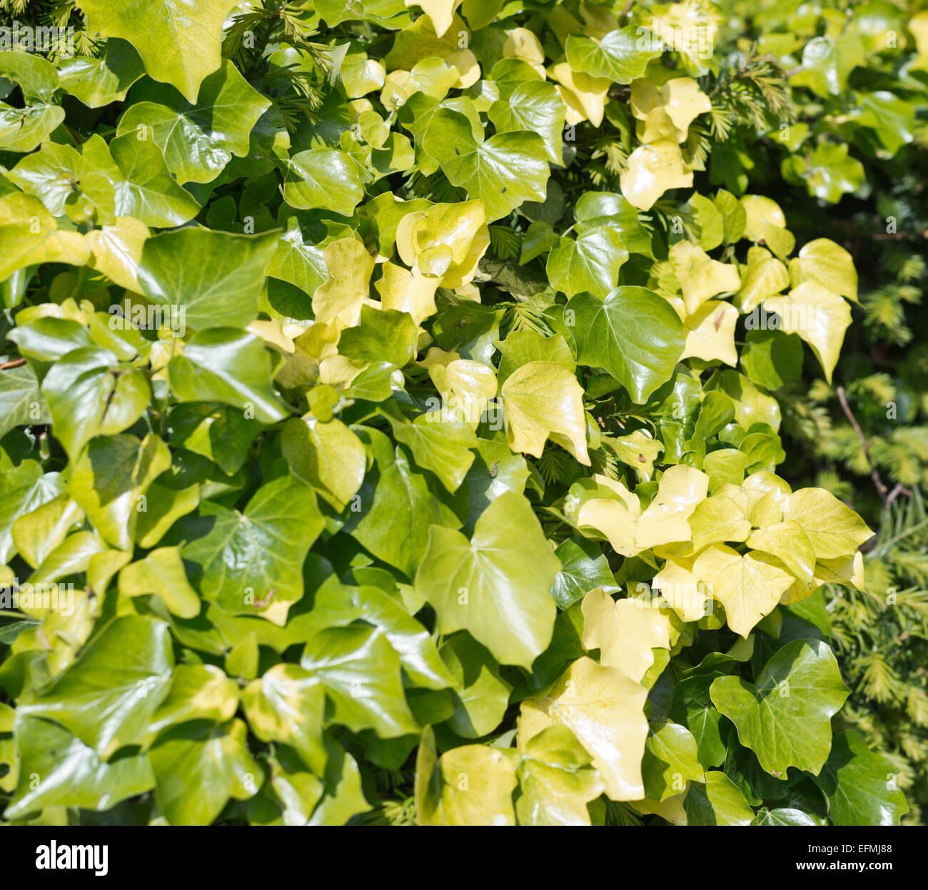 Green close-up bush leaves Stock Photo - Alamy