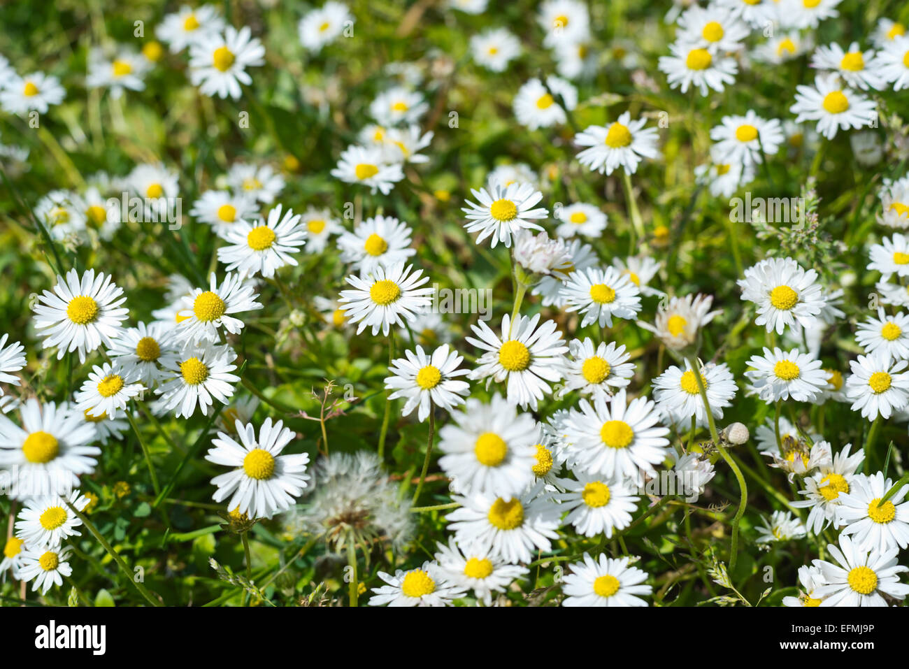 Composition of chamomile in a grass Stock Photo - Alamy
