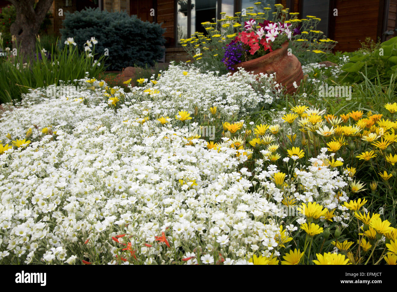 Perennials bed summer hi-res stock photography and images - Alamy