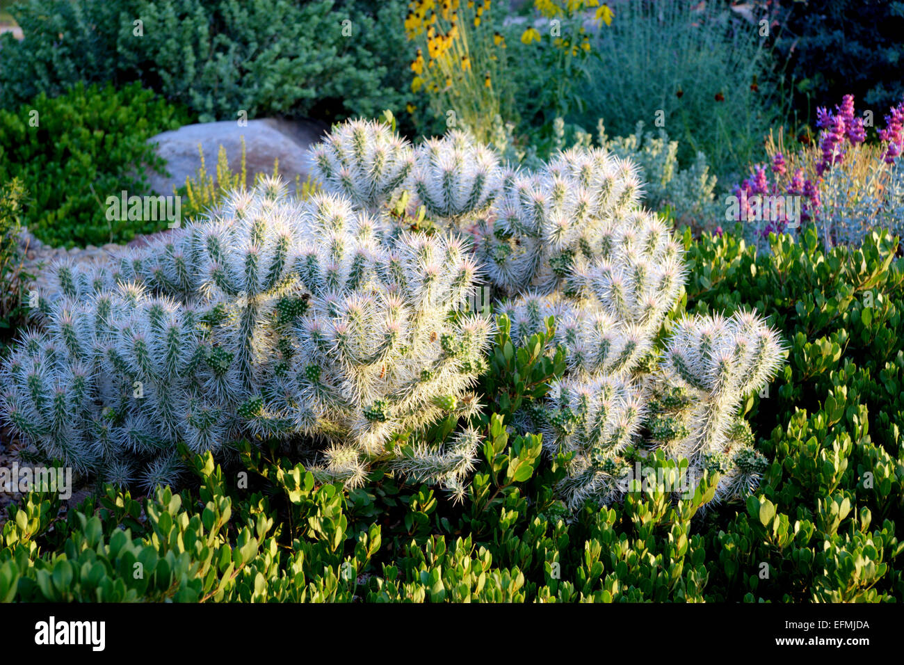 Snow leopard cactus hi-res stock photography and images - Alamy