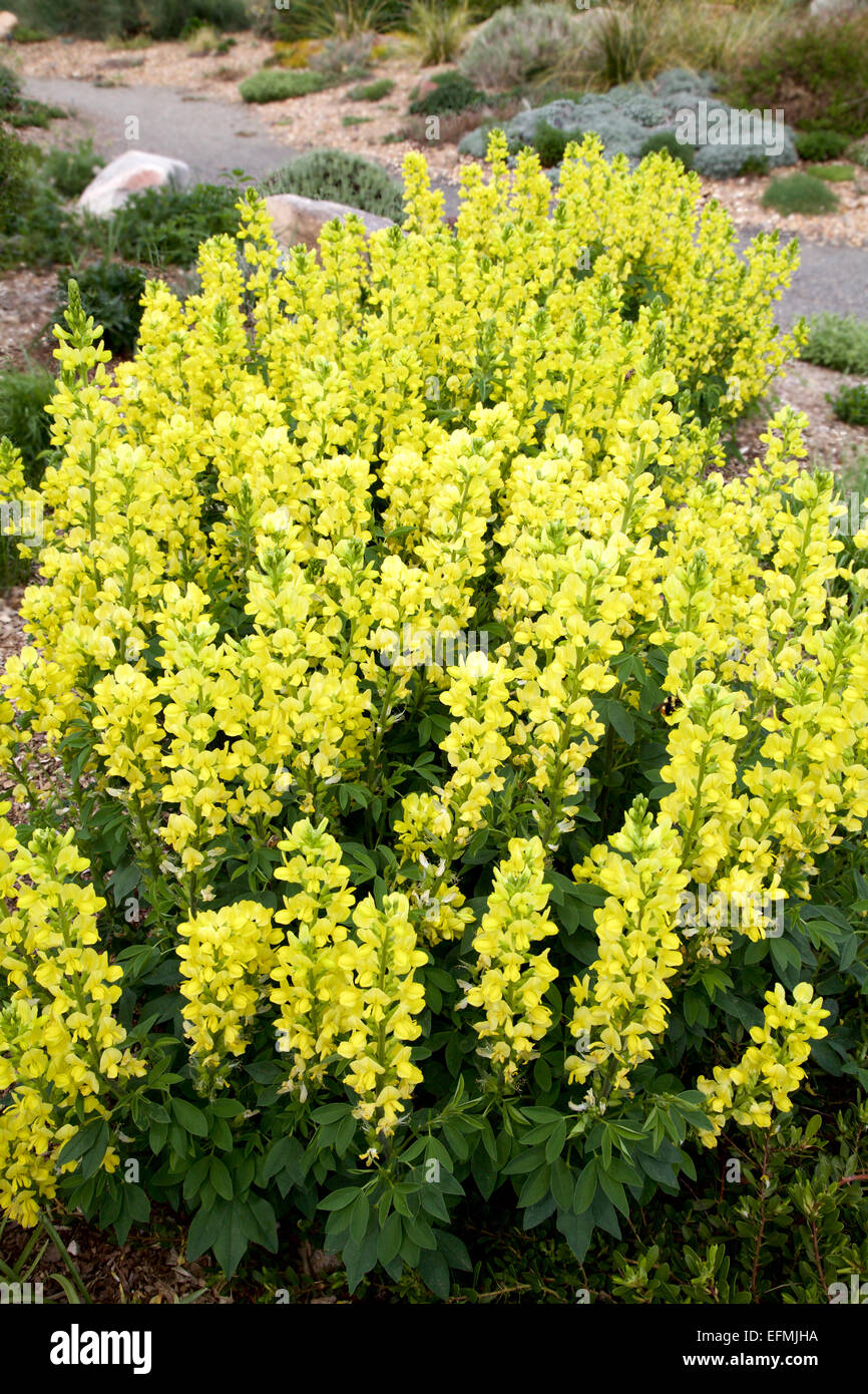 Thermopsis hi-res stock photography and images - Alamy