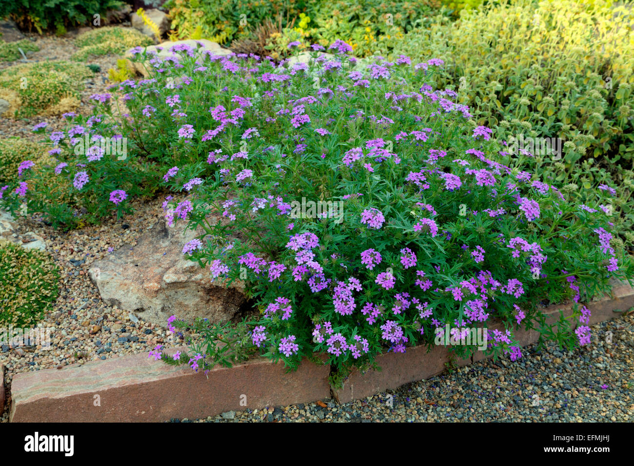 Valley Lavender Plains Verbena Stock Photo - Alamy