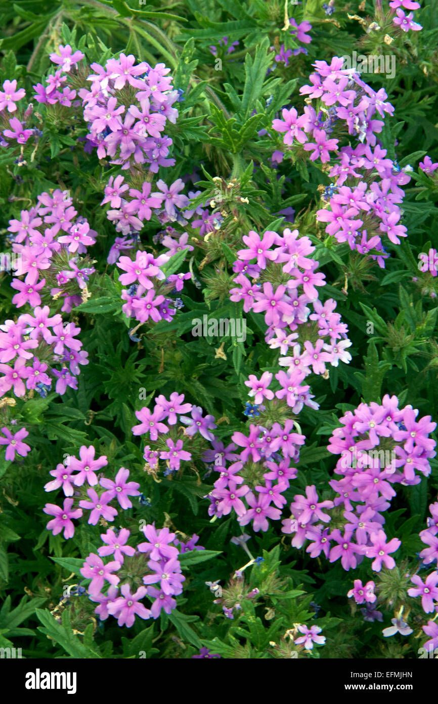 Verbena lavender hi-res stock photography and images - Alamy