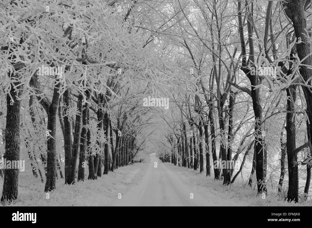 Winter scene canada Black and White Stock Photos & Images - Alamy