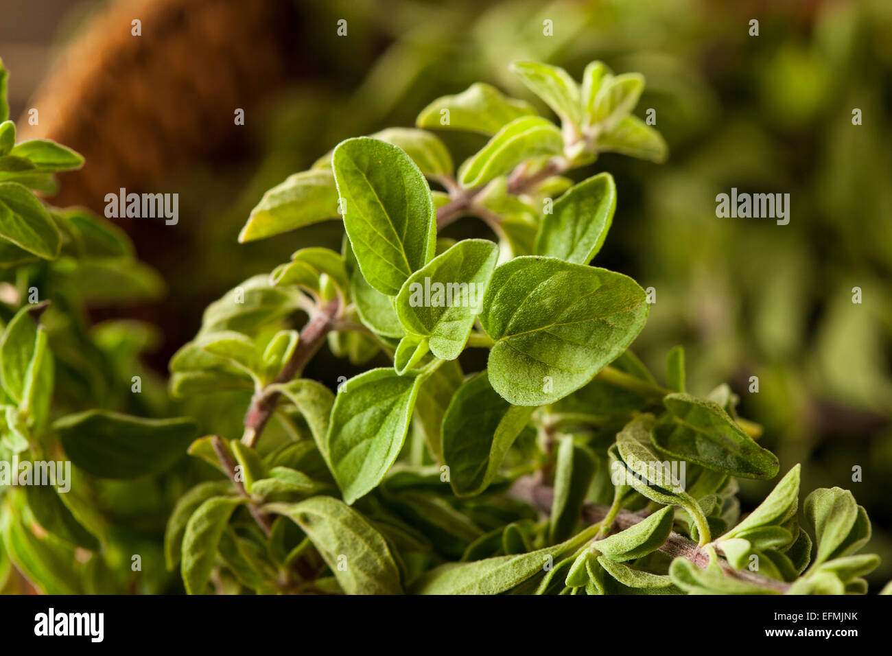 Green oregano hi-res stock photography and images - Alamy