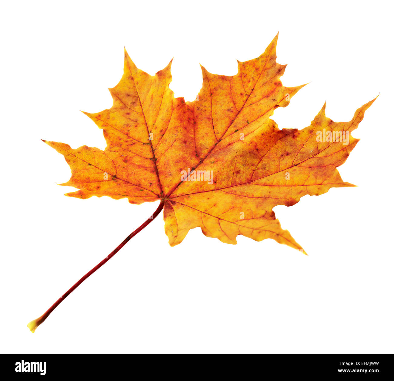 Maple-leaf isolated over white Stock Photo - Alamy