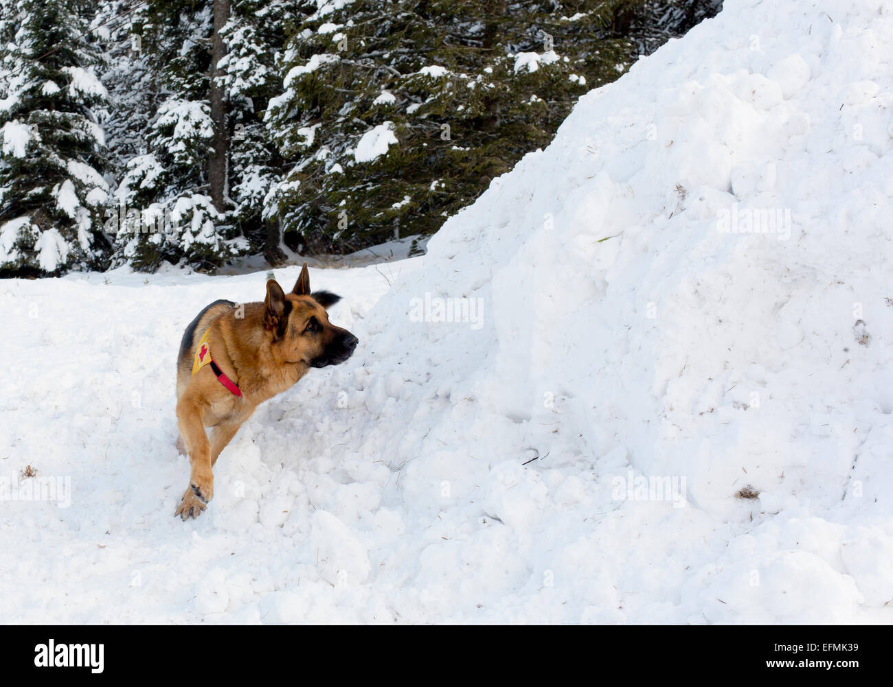 Mountain Rescue Service dog at Bulgarian Red Cross during a training ...