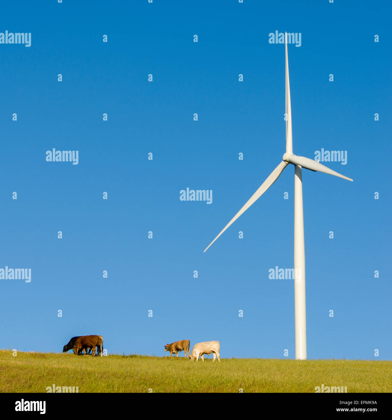 Wind farm cattle hi-res stock photography and images - Alamy