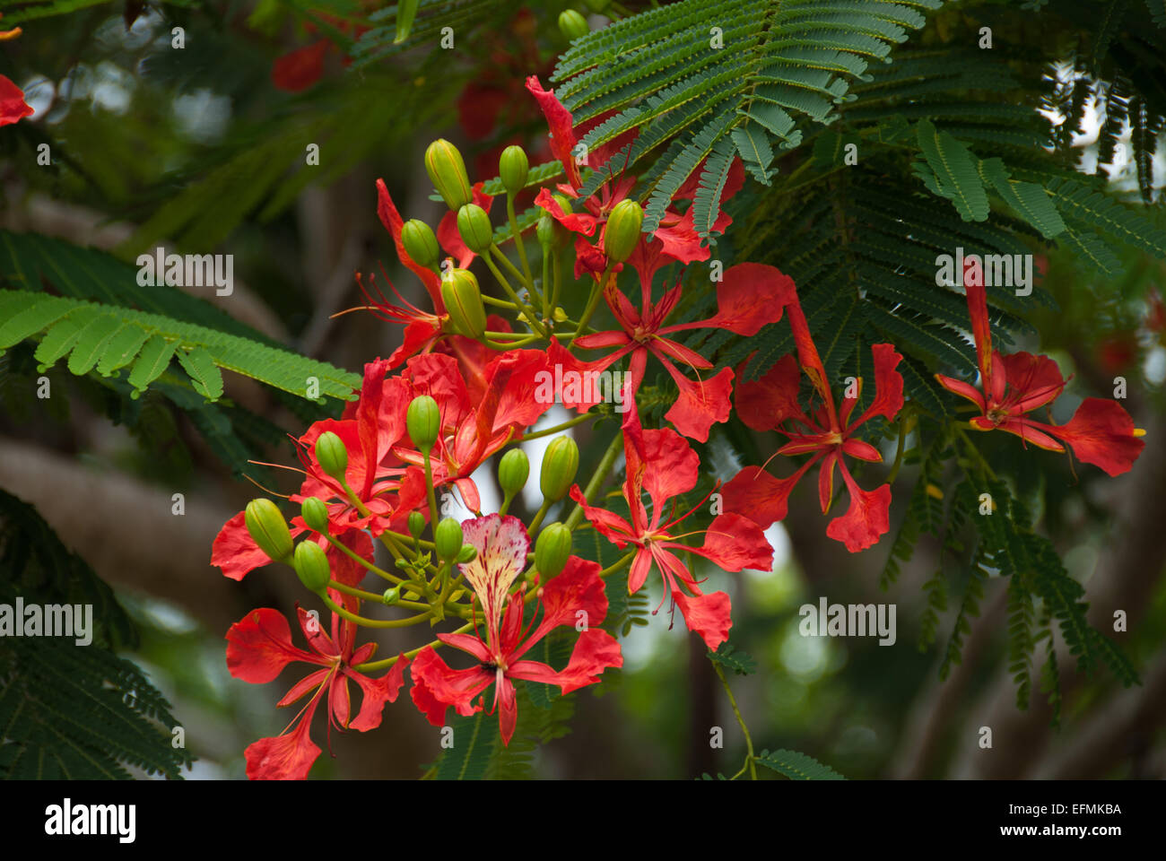 Red brazilian tree fern hi-res stock photography and images - Alamy