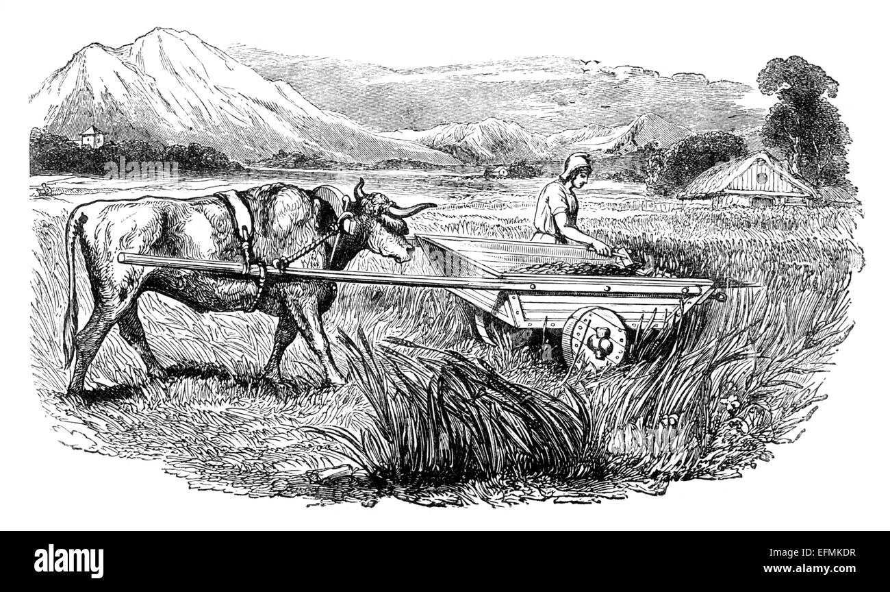 Victorian engraving of a traditional farm scene Stock Photo - Alamy