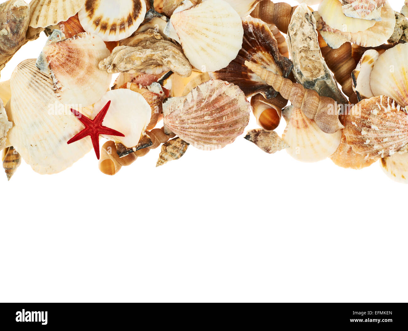 Seashells over the white background Stock Photo - Alamy