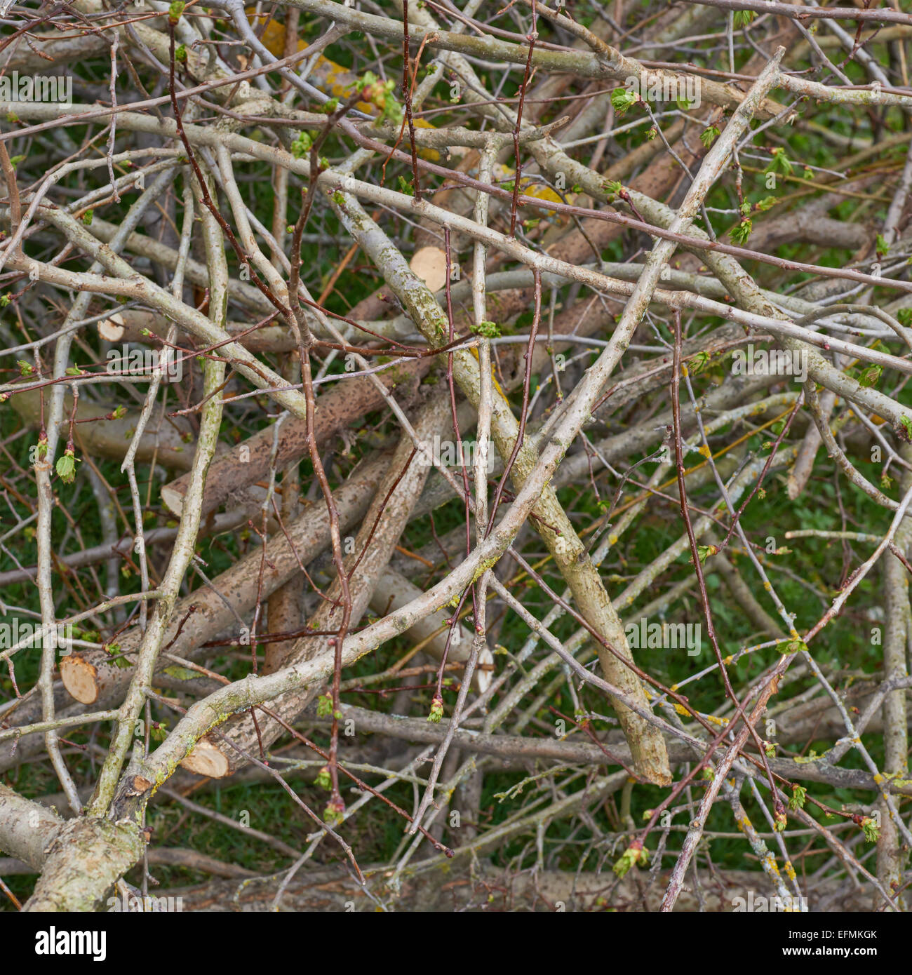 Broken Tree Stick Stock Photos & Broken Tree Stick Stock Images - Alamy