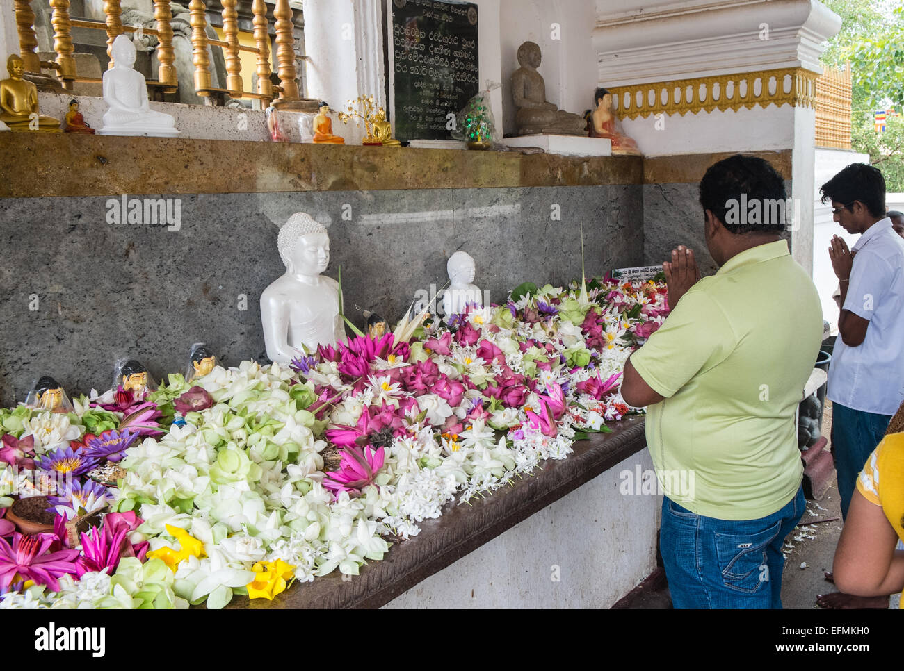 Devotee worship with lotus leaf and flower offerings at sacred bo,bodhi ...