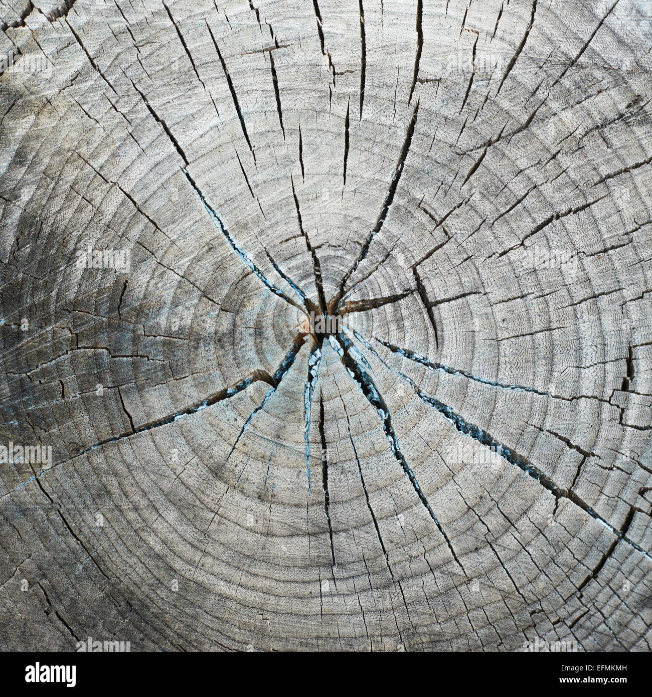 Old and dried tree's cut Stock Photo - Alamy