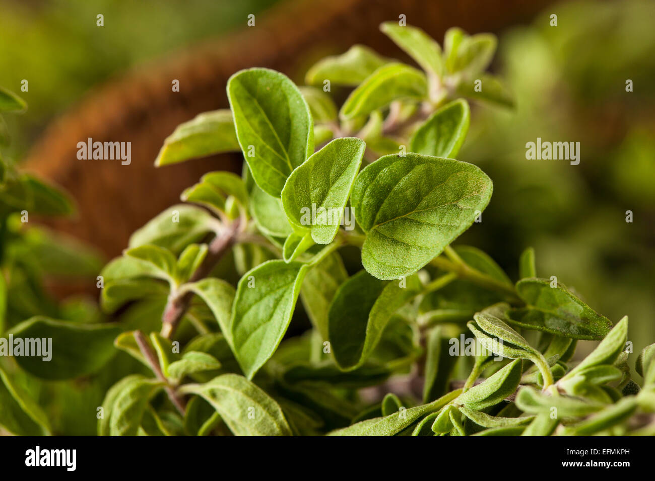 Oregano plant hi-res stock photography and images - Alamy