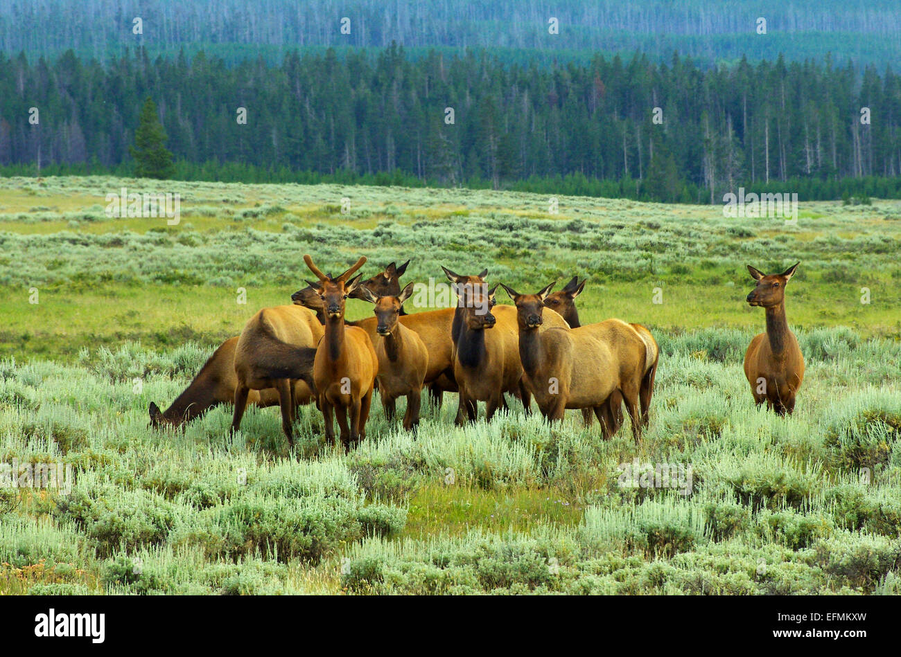 Wary elk hi-res stock photography and images - Alamy