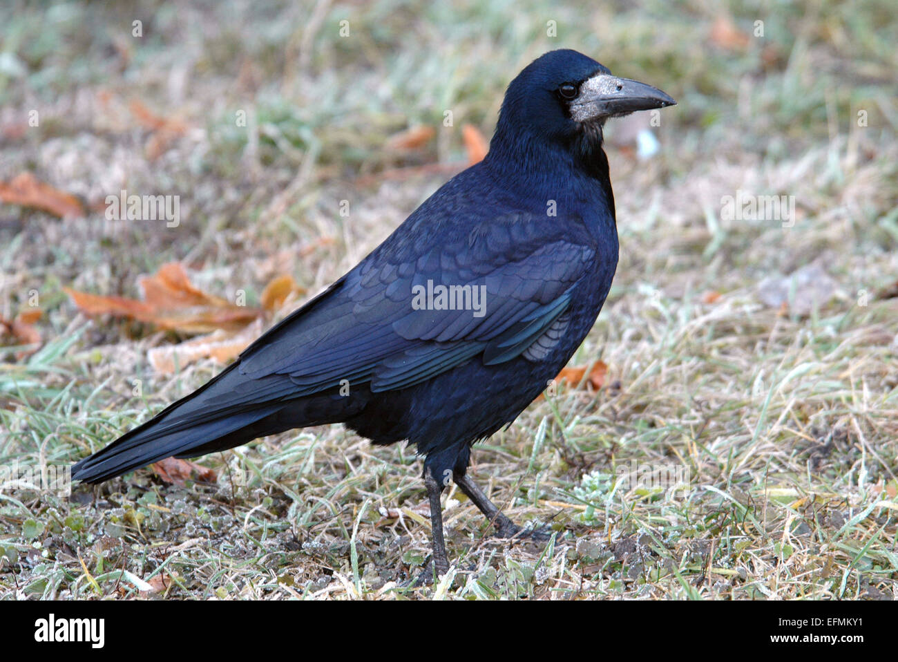 big black crow standing on the grass Stock Photo - Alamy