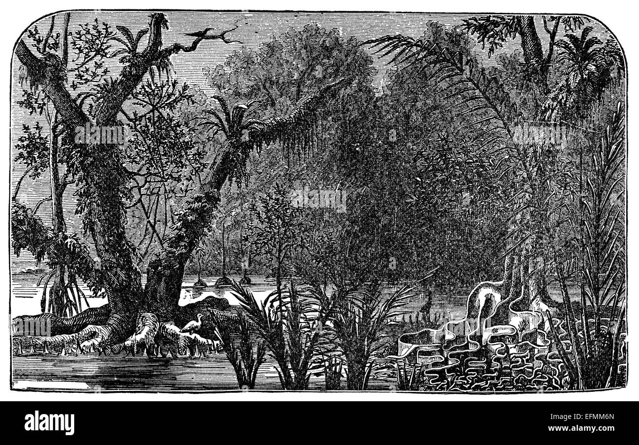 Amazon Forest Trees Drawing