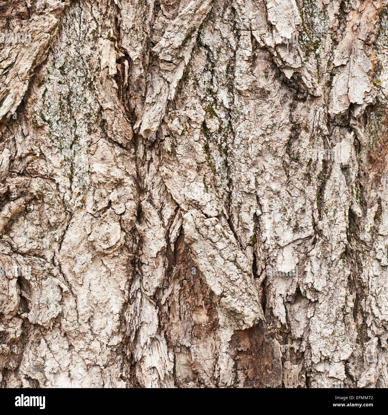 Tree's bark fragment Stock Photo - Alamy