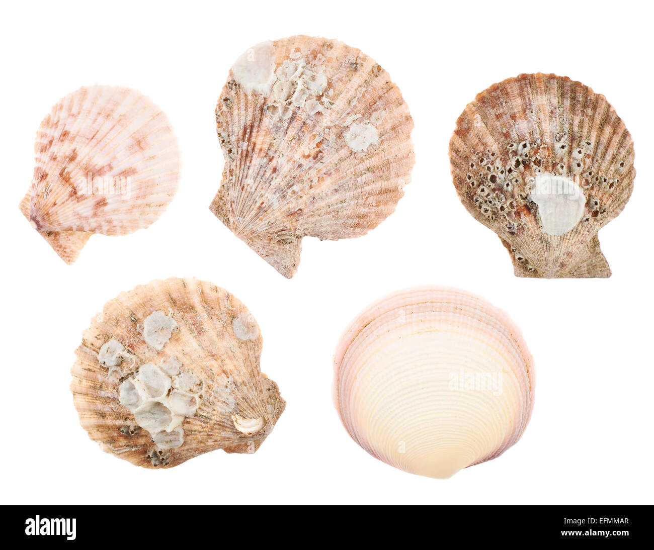 Scallop shell fossil Cut Out Stock Images & Pictures - Alamy